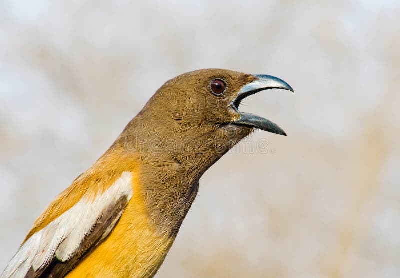 Pie bird stock image. Image of shot, yellow, bird, national - 31413989