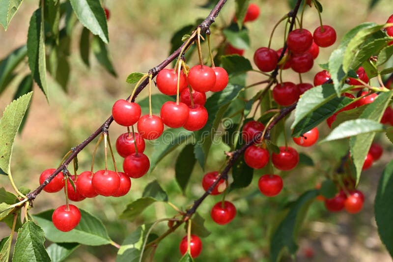 Pie Cherry Tree stock image. Image of tart, abundance - 188095703