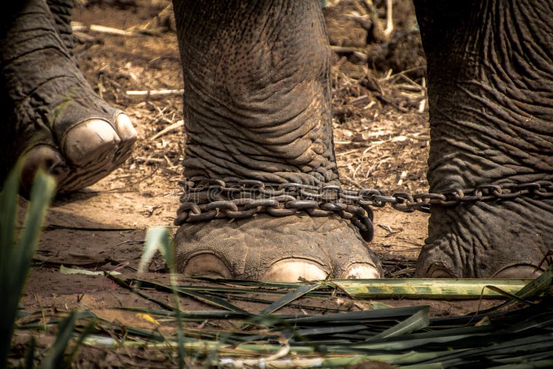 Pie Del Elefante S Atado a Una Cadena Imagen de archivo - Imagen de ...