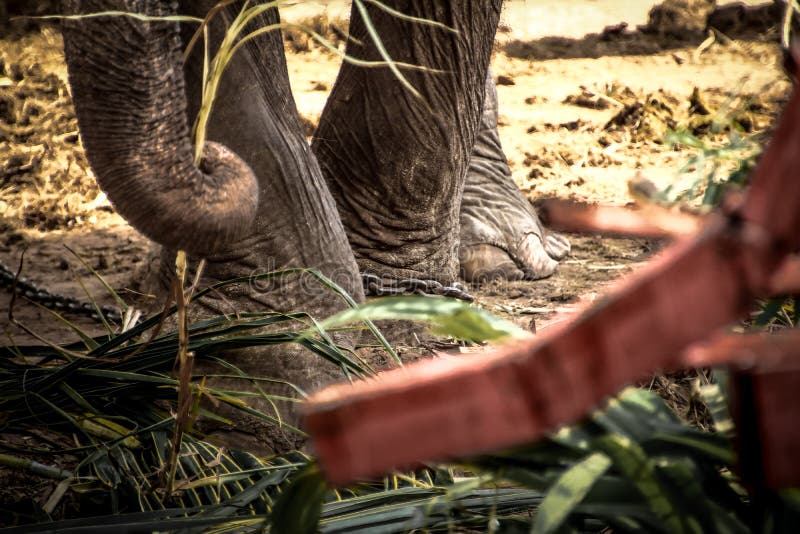 Pie Del Elefante S Atado a Una Cadena Imagen de archivo - Imagen de ...