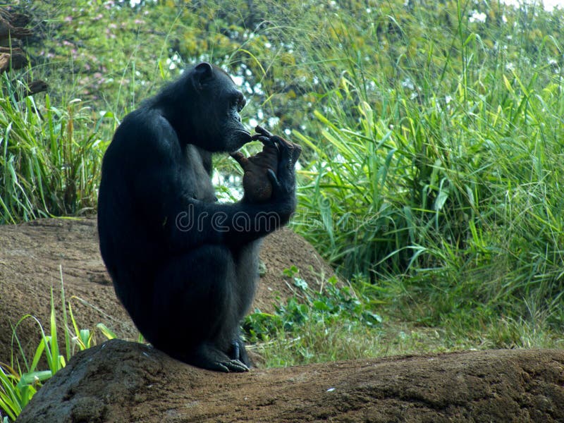 Pie del chimpancé foto de archivo. Imagen de chimpancé - 4460310