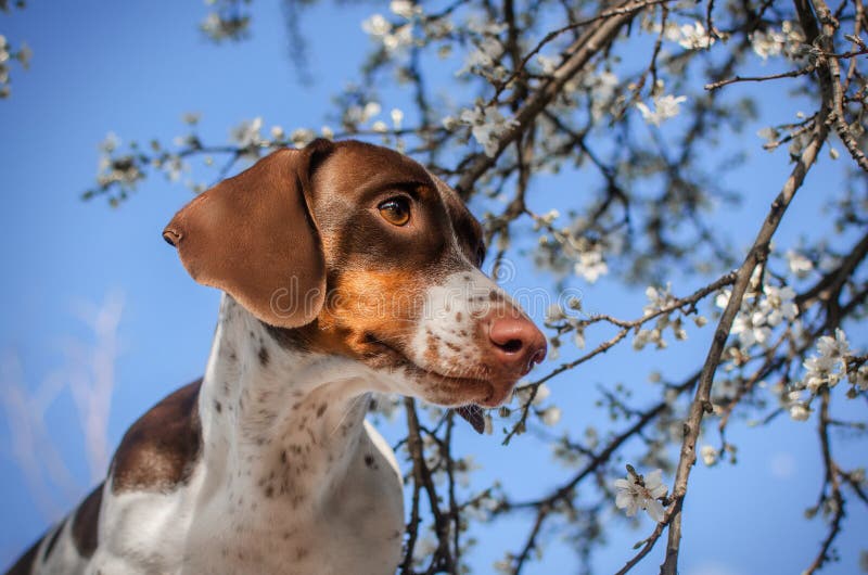 Piebald Dachshund Spring Portrait of a Pet Stock Image - Image of snout ...