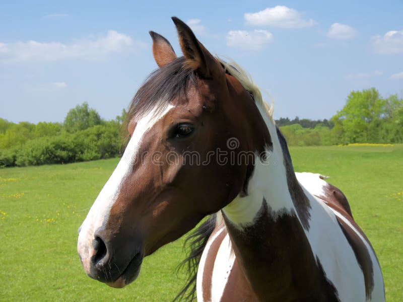 Piebald horse stock image. Image of nature, equestrian - 21859893