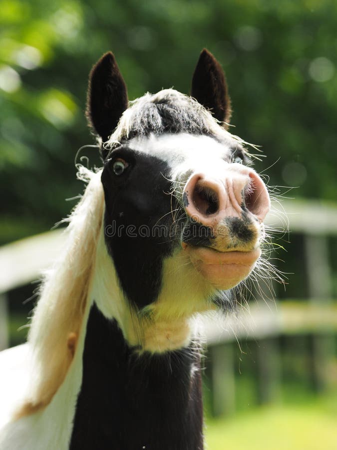 Piebald Pony Headshot stock photo. Image of look, pricked - 220759376