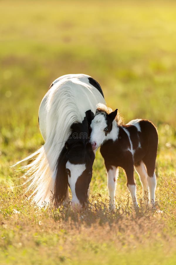 Beautiful piebald horse stock image. Image of gypsy, animal - 92853123
