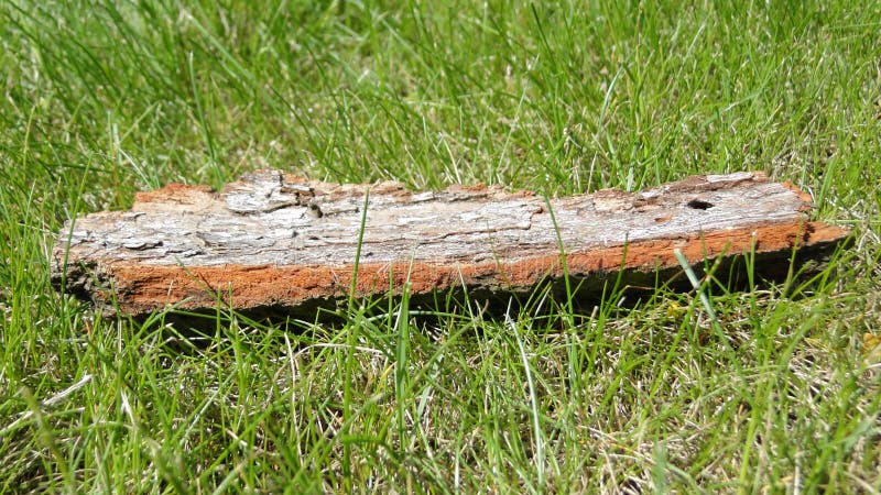 A Piece of Bark on the Green Grass Stock Image - Image of rural, piece ...