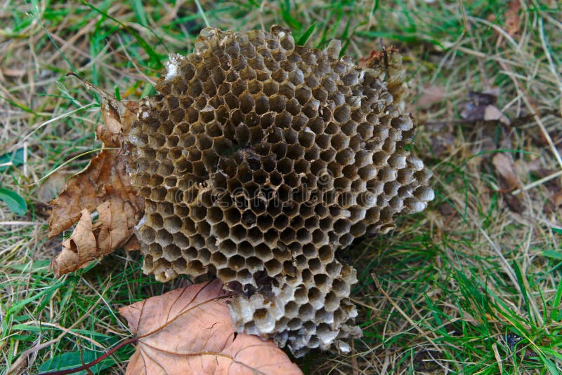 Piece Of Bee Hive Fallen To The Ground Stock Image - Image of hive ...