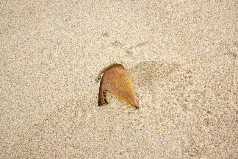 Piece of Beer Bottle Broken on Sand Beach Stock Image - Image of ...