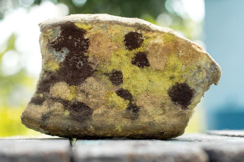 A Piece of Bread Covered with Colorful Mold Stock Image - Image of mold ...