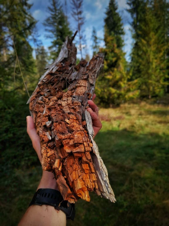 Piece of Broken Tree Stump in a Hand Stock Image - Image of stump ...