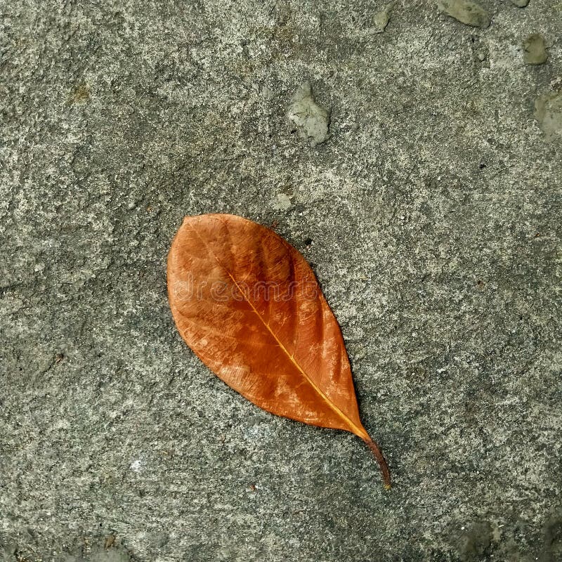 Piece Brown Jackfruit Leaves Stock Photos - Free & Royalty-Free Stock ...