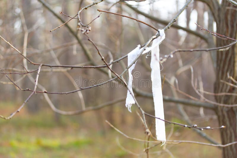 Piece of cloth on the tree stock photo. Image of outdoors - 168136394