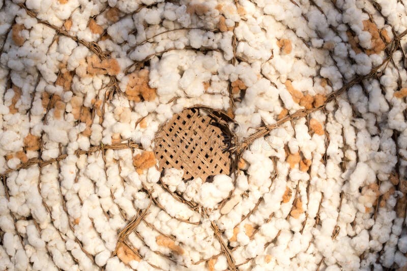 Piece of Cotton , Background Stock Photo - Image of flower, agriculture ...