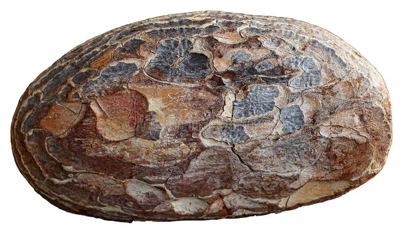 Piece of Dried Bark of Old a Tree Stock Image - Image of bark, uneven ...