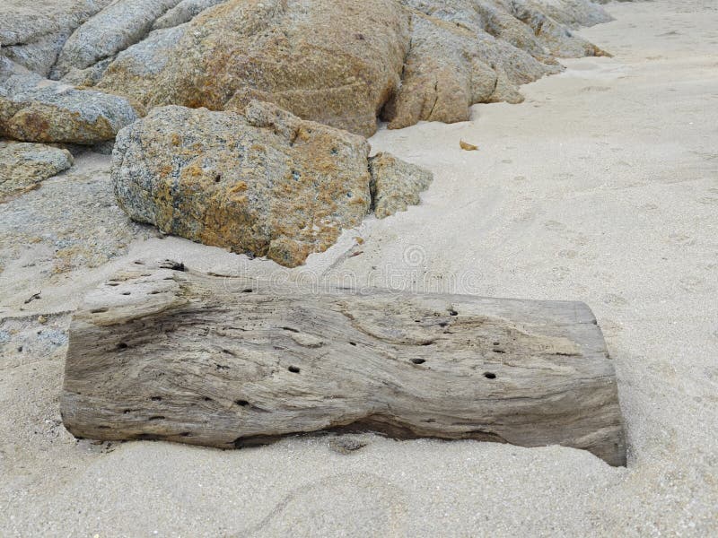 Drifting Wood stock photo. Image of rugged, bark, drifting - 141768714