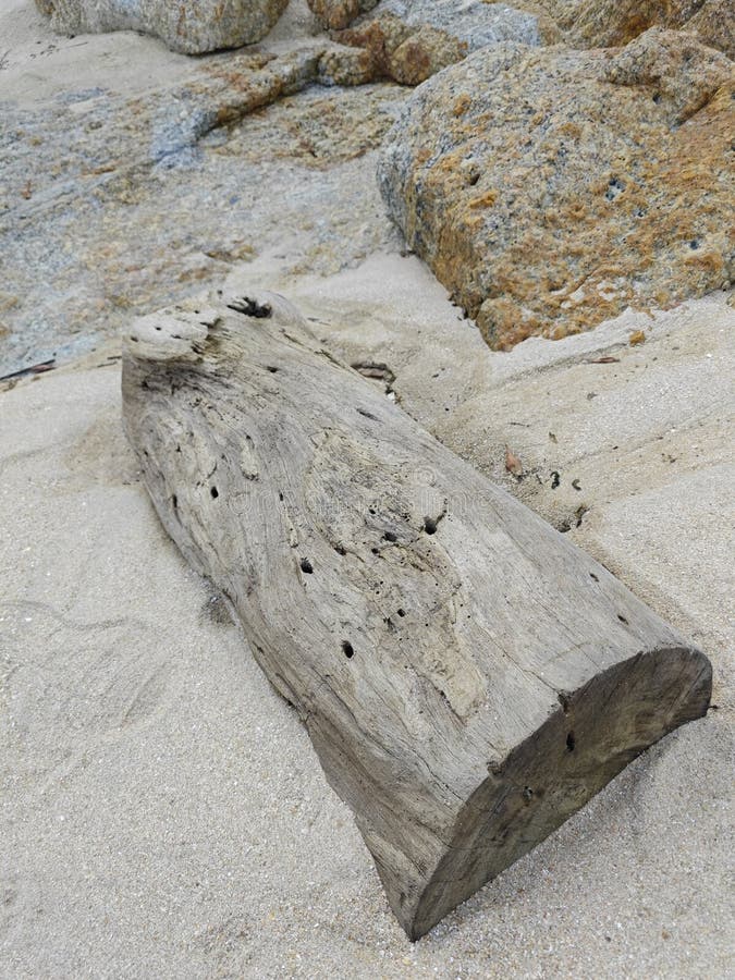 Drifting Wood stock photo. Image of rugged, bark, drifting - 141768714