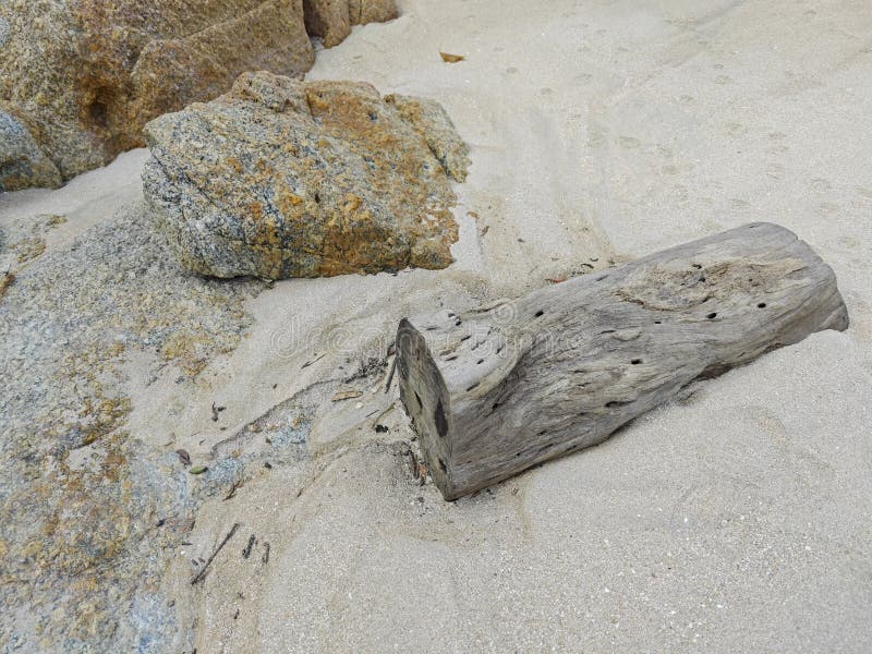 A Piece of Drifting Log Wood Laying by the Beach Stock Photo - Image of ...