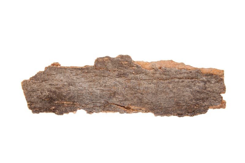 Piece of oak s bark stock photo. Image of dead, rind - 20194900