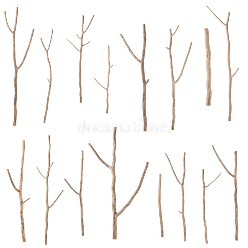 Piece of Dry Tree Branch. Studio Shoot Isolated on White Stock Photo ...