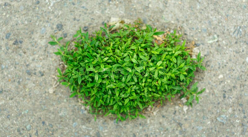 Piece of grass stock photo. Image of herb, flora, meadow - 25584974