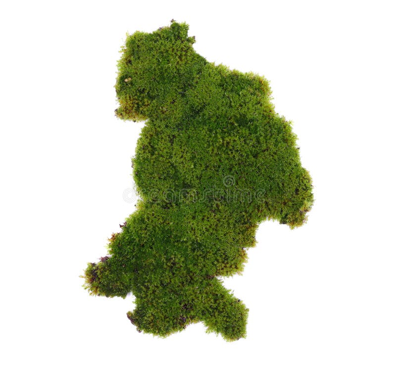 Green Moss Isolated on White Background and Texture Stock Image - Image ...