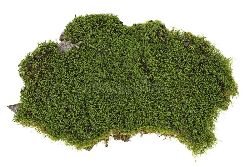 Piece of Green Moss on White Background, Top View Stock Photo - Image ...