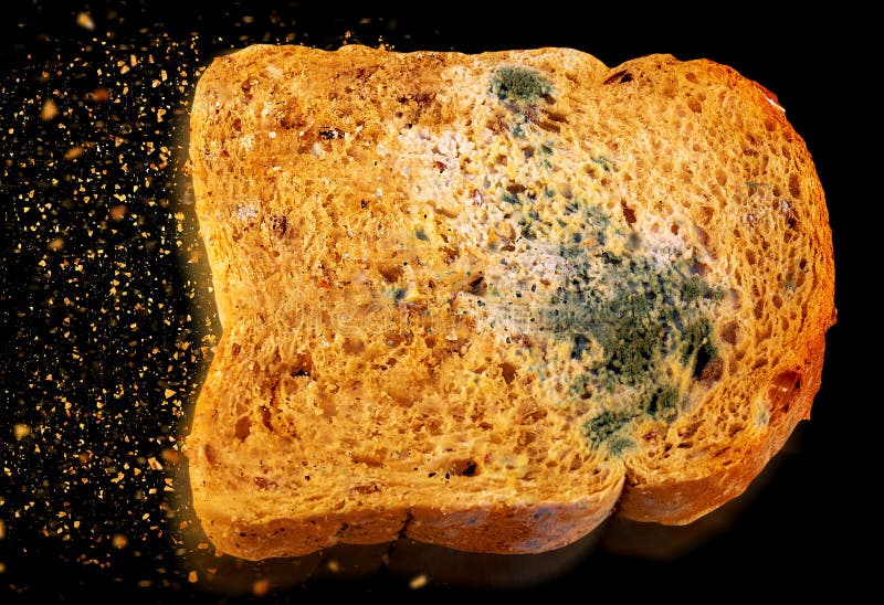 Piece Of Gray Bread With Blue And Green Mold Isolated On White ...