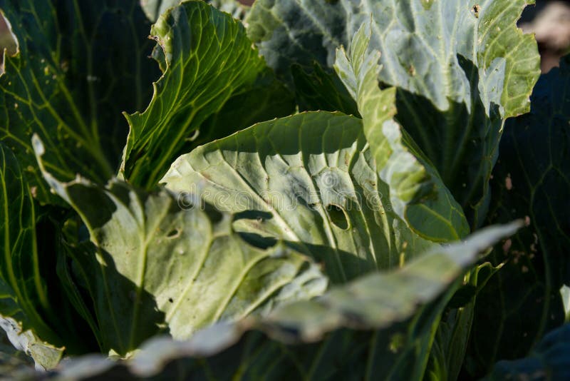 A Piece of a Large Head of Cabbage Grown in an Organic Field. Cabbage ...