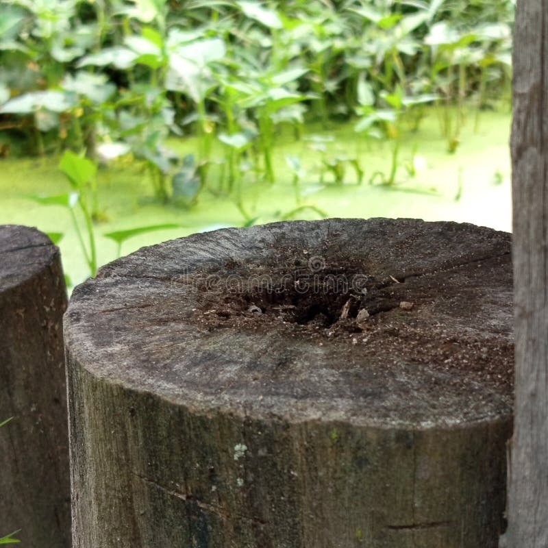 A Piece of a Large Tree Trunk that is Old or Rotten Stock Image - Image ...