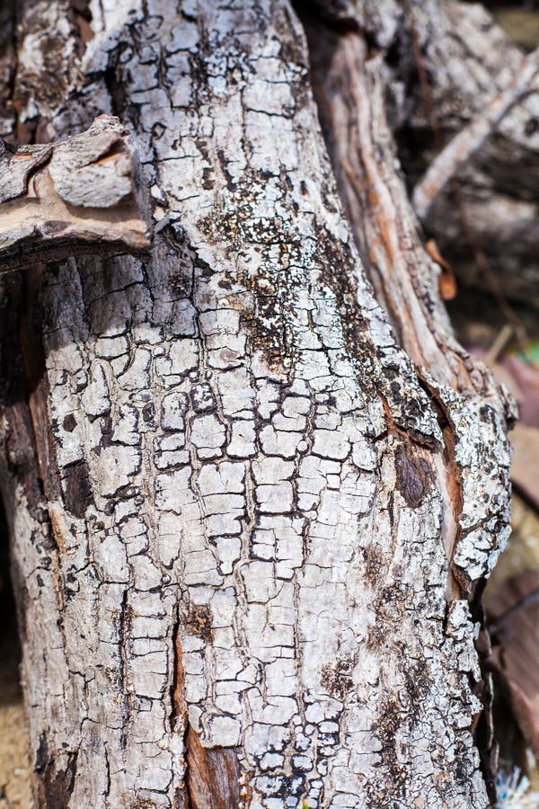 Piece of log stock image. Image of wood, pattern, textured - 58700533