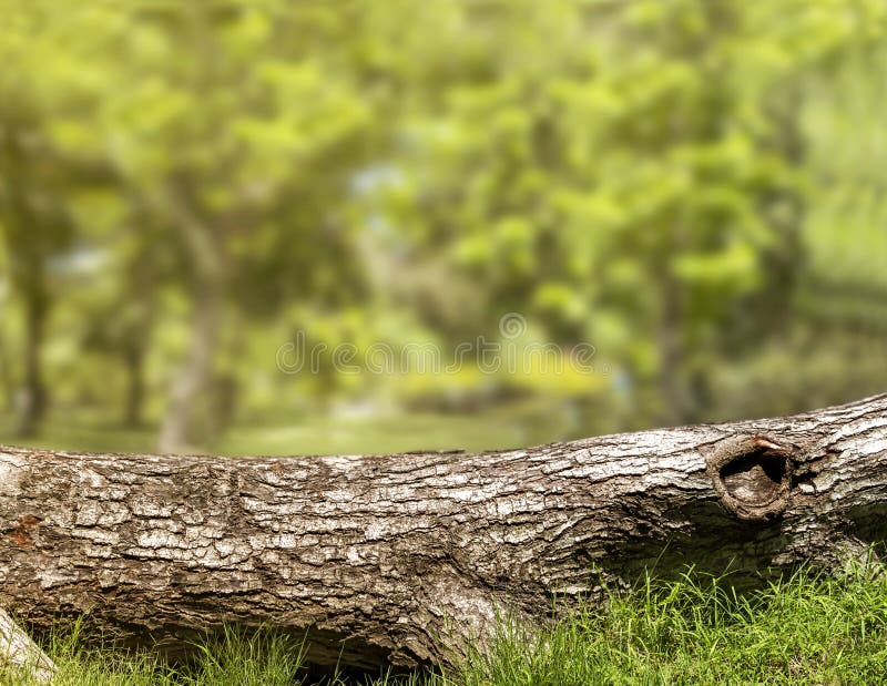 Piece of Log Wood in the Forest on Green Grass. Stock Photo - Image of ...