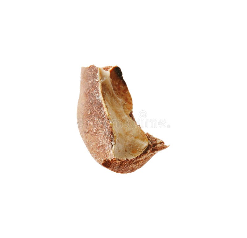 Piece of Macadamia Nut Shell Isolated on White Stock Image - Image of ...