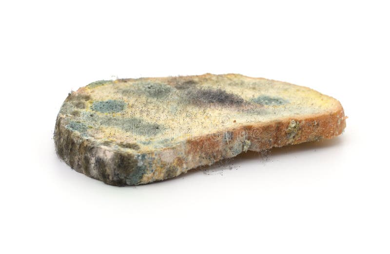 Piece of moldy bread stock photo. Image of mouldy, loaf - 243202912