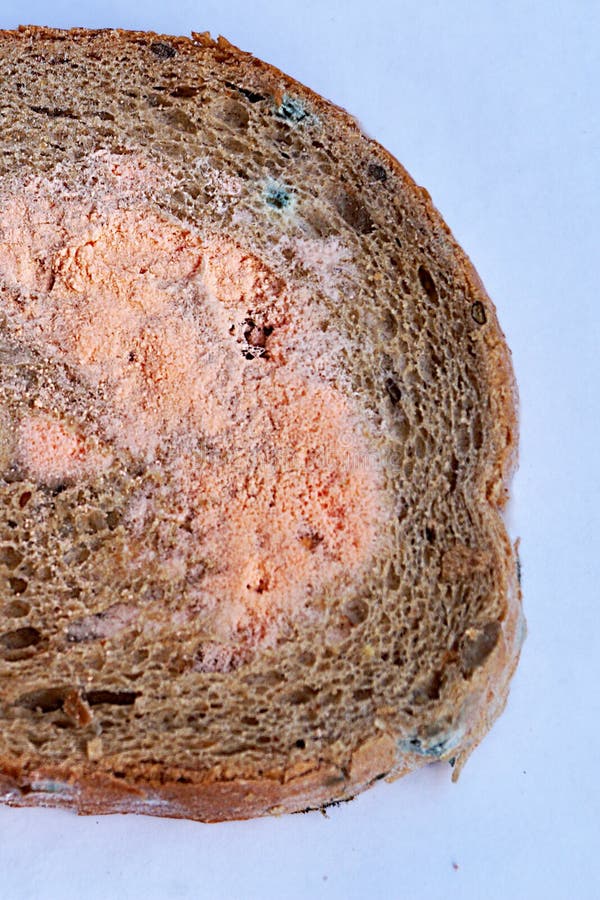 Moldy Wheat Bread on a White Plate Stock Photo - Image of closeup ...