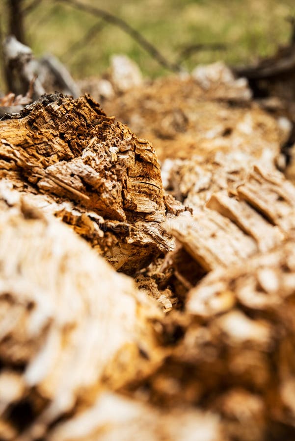 Piece of old bark stock image. Image of stub, bark, trunk - 92567829