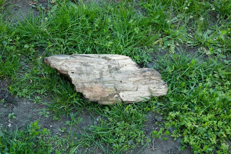 Piece of Old Rotten Log on a Green Lawn Stock Photo - Image of meadow ...