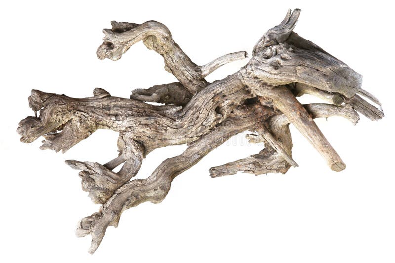 Dried Tree Root Isolated on White Background. Stock Photo - Image of ...
