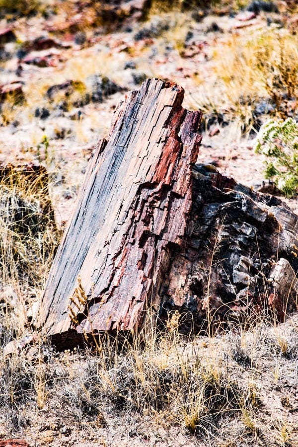 Petrification Stock Images - Download 986 Royalty Free Photos