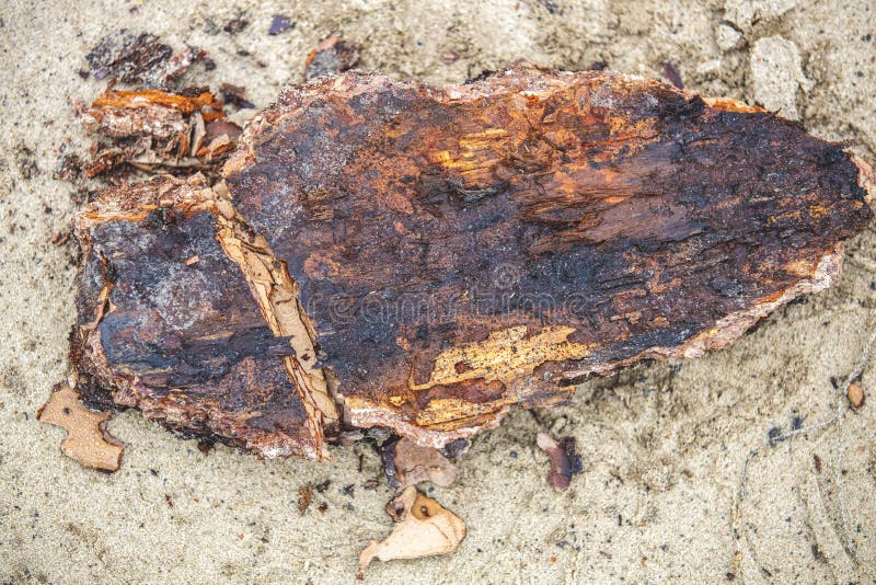 Piece of Pine Bark on Sand Ground Stock Image - Image of cracked ...