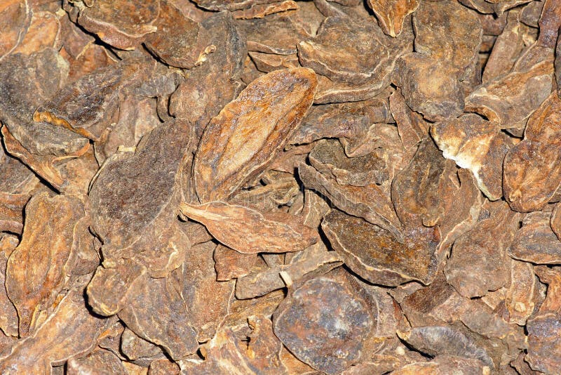 Piece of polygonum stock image. Image of root, polygonum - 21742767