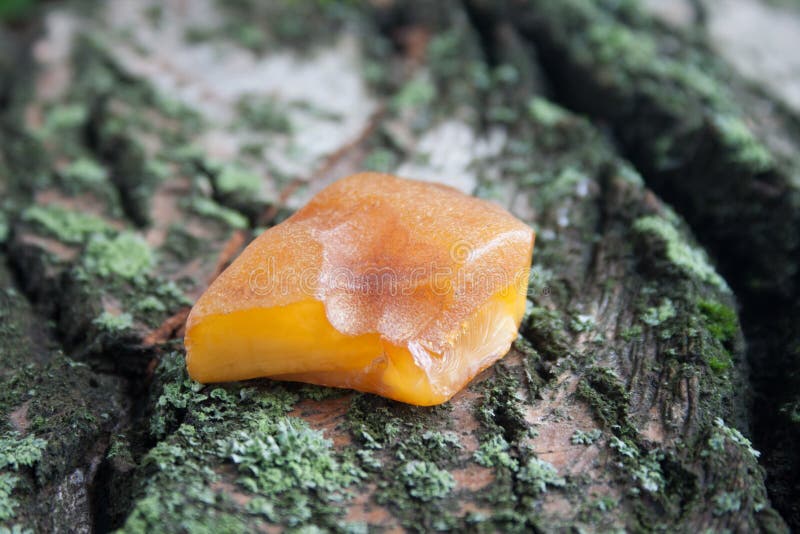 A Piece of Raw Amber on a Background of an Old Tree. Slice the Insides ...