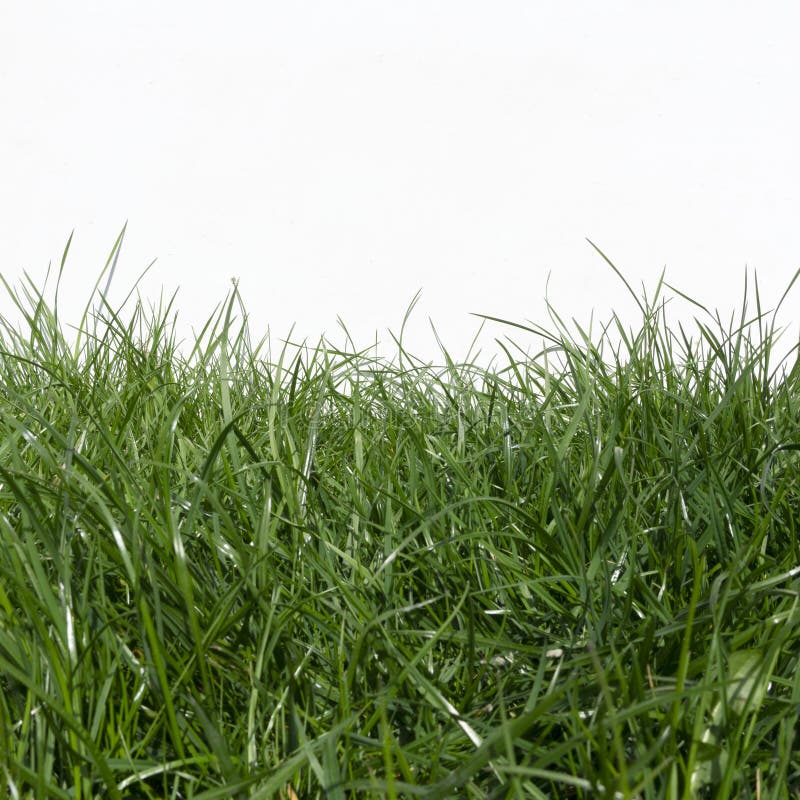 A Piece of Real Lawn with Tall Grass Isolated on a White Background ...