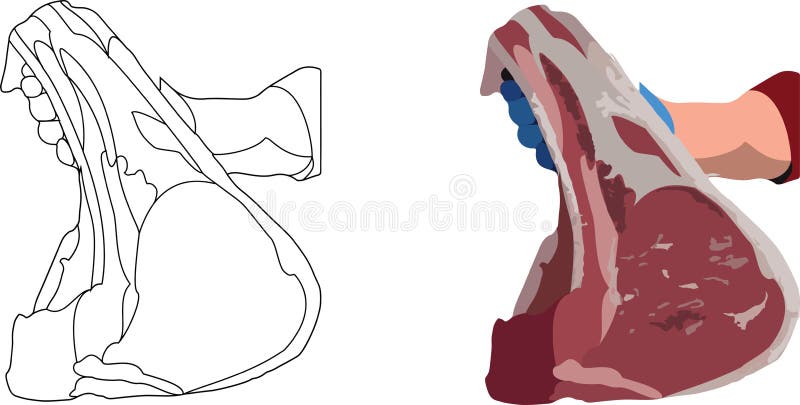 Piece of Rib Eye Steak in Hand- Stock Vector - Illustration of kitchen ...