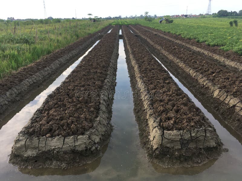 A piece of rice field stock image. Image of field, planted - 221295631