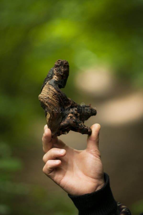 A piece of root in a hand stock image. Image of preservation - 85702507