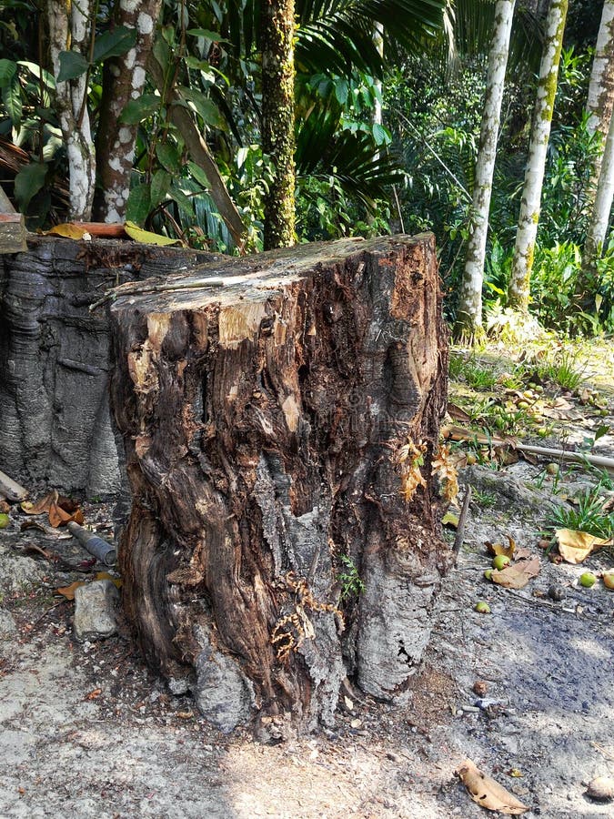 Treelook Stock Photos - Free & Royalty-Free Stock Photos from Dreamstime