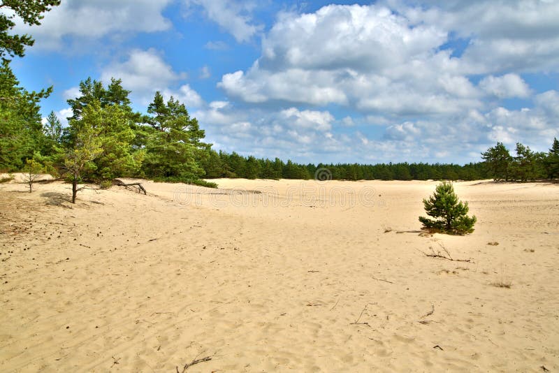 Piece of Sandy Beach Grown by Forest Stock Photo - Image of leaf ...