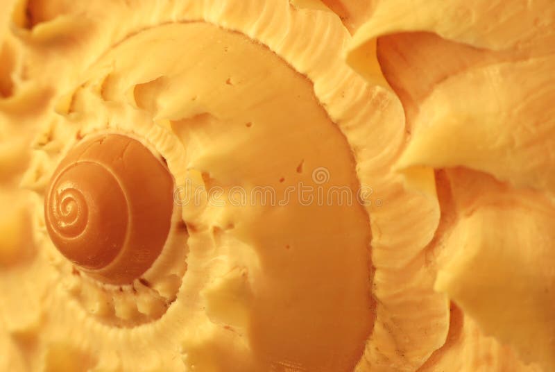 Piece of the shell stock photo. Image of orange, flourish - 15017606