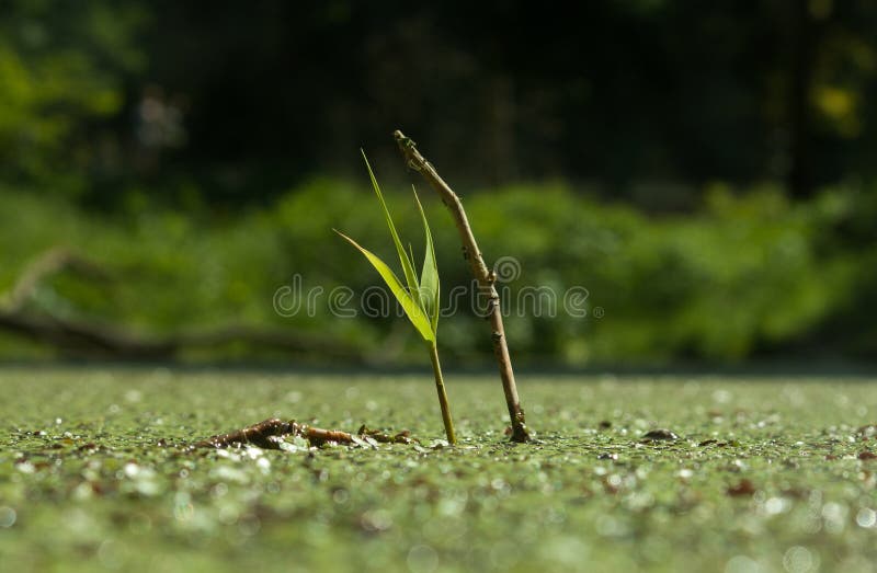 A piece of small reeds stock image. Image of abstract - 135552433
