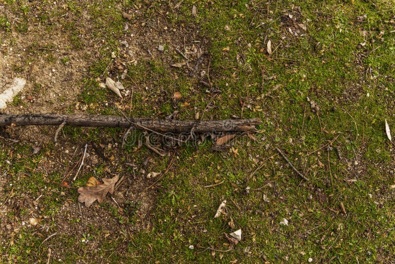 A Piece of a Small Split Tree Branch on the Background of Earth, Grass ...